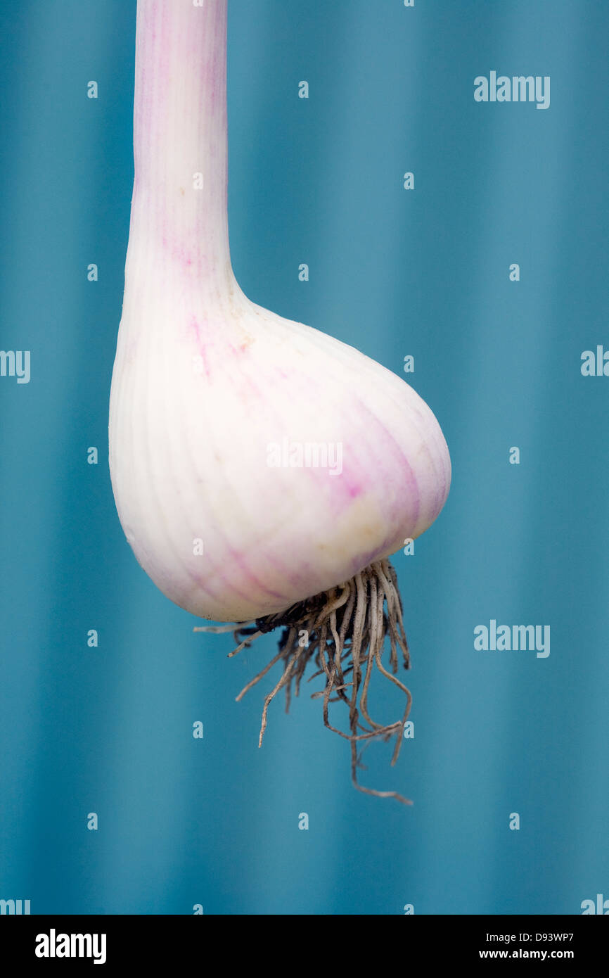 Single onion bulb Stock Photo - Alamy