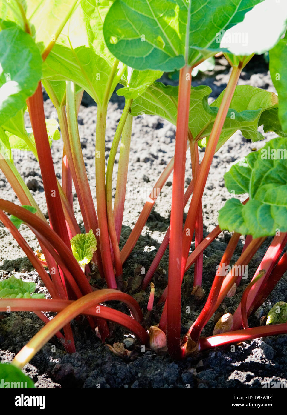 Rhubarb growing in vegetable patch Stock Photo - Alamy
