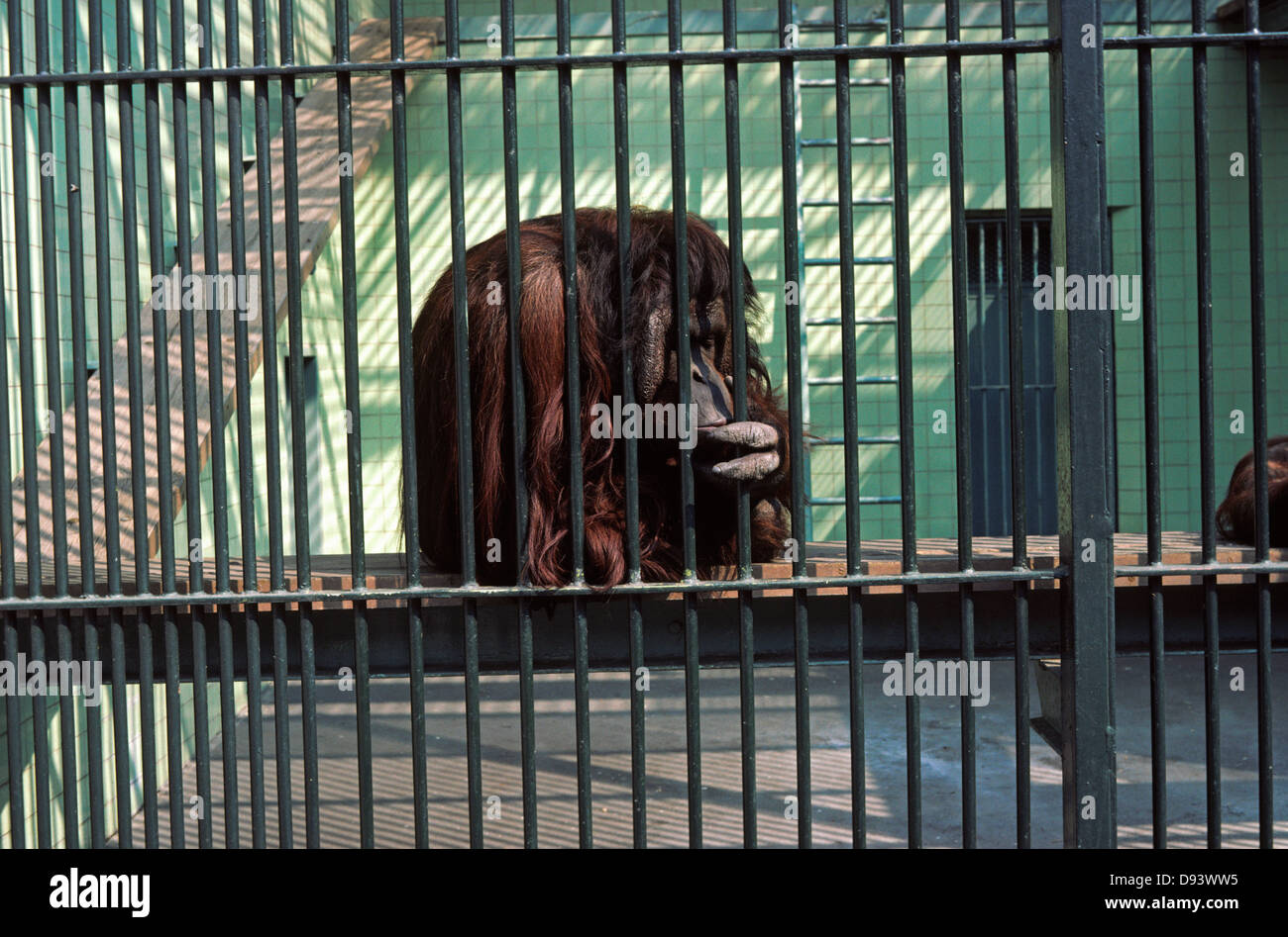 Chimpanzee inside cage Stock Photo - Alamy