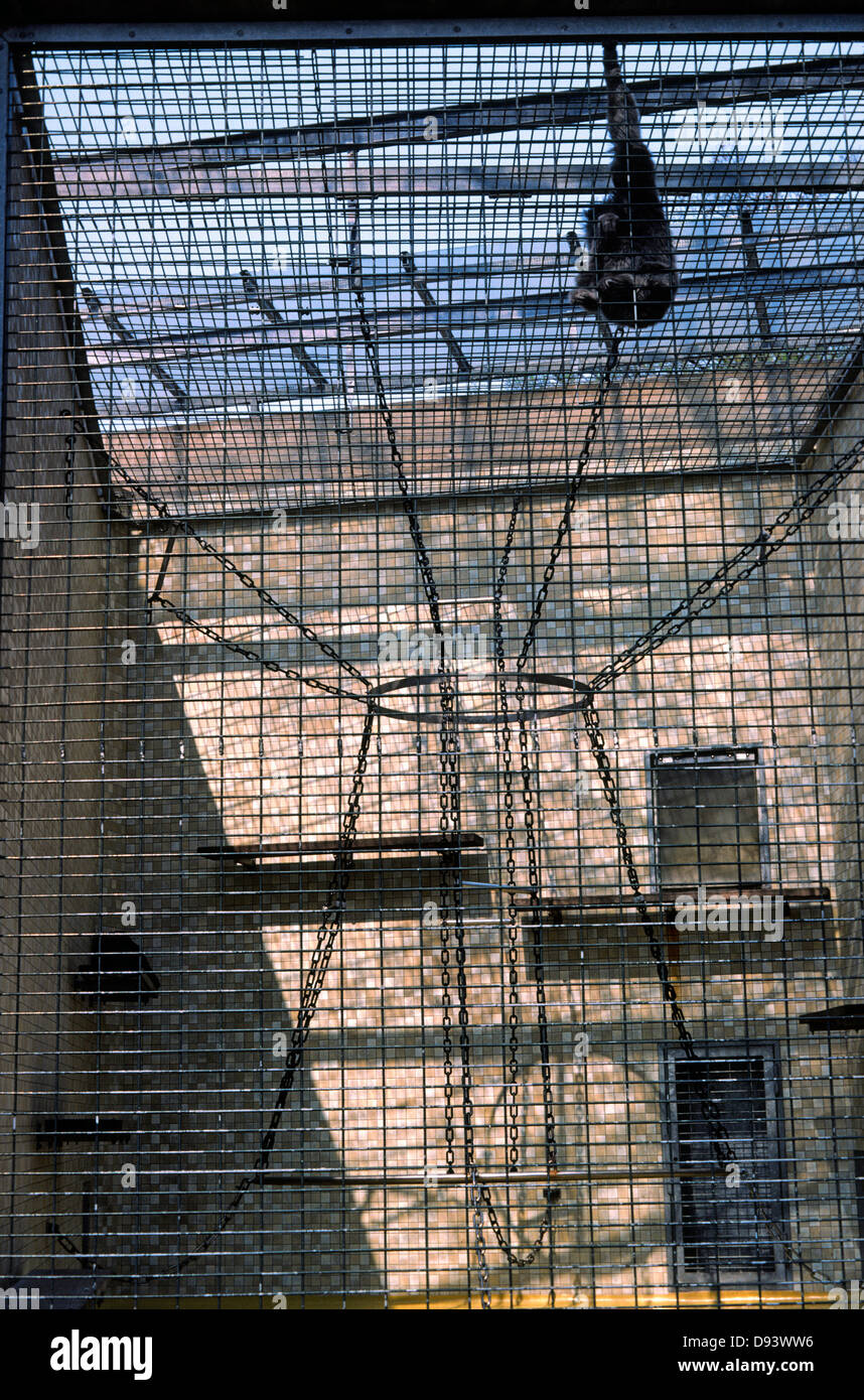 Monkey hanging in cage Stock Photo - Alamy