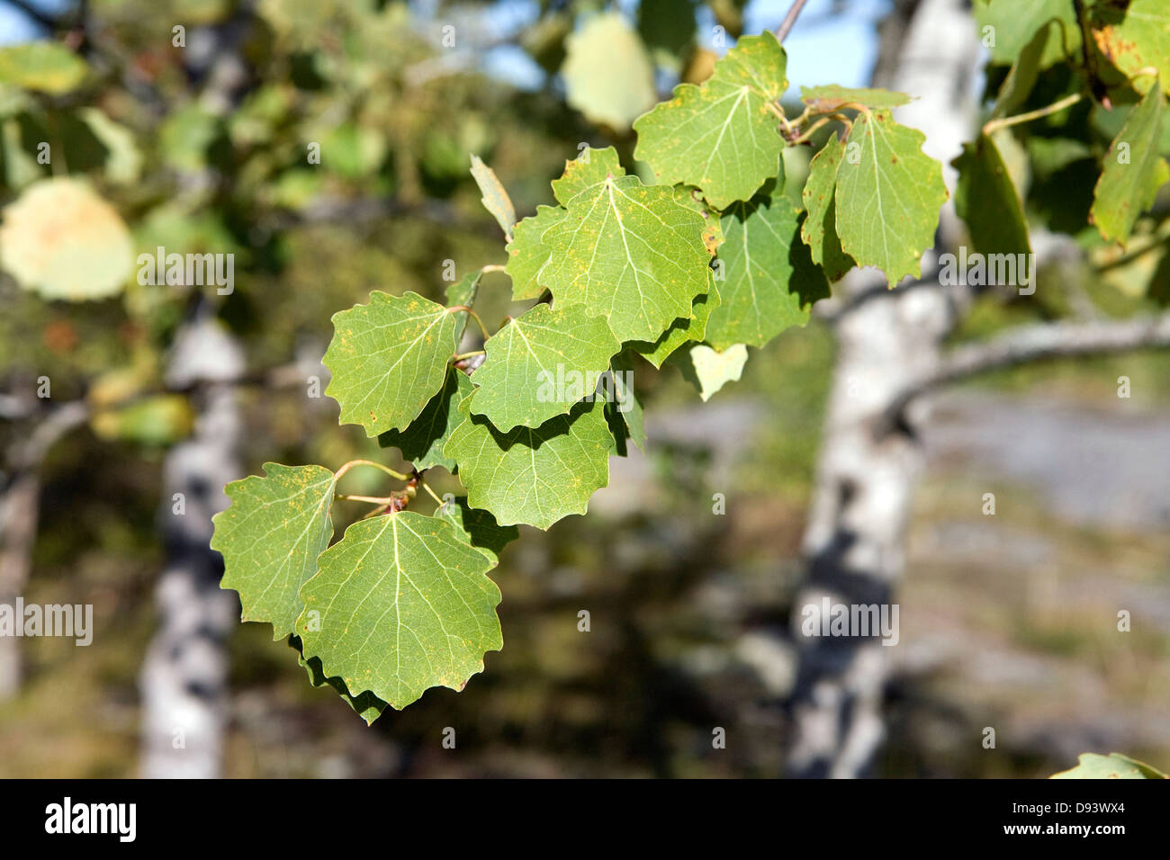 Close-up of deciduous branch Stock Photo - Alamy