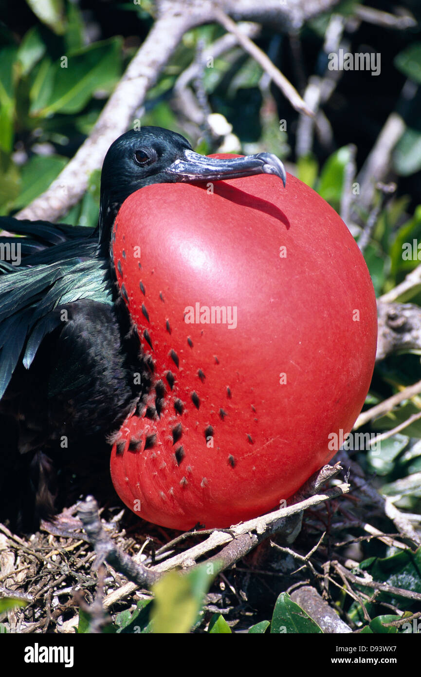 A frigate bird Stock Photo - Alamy