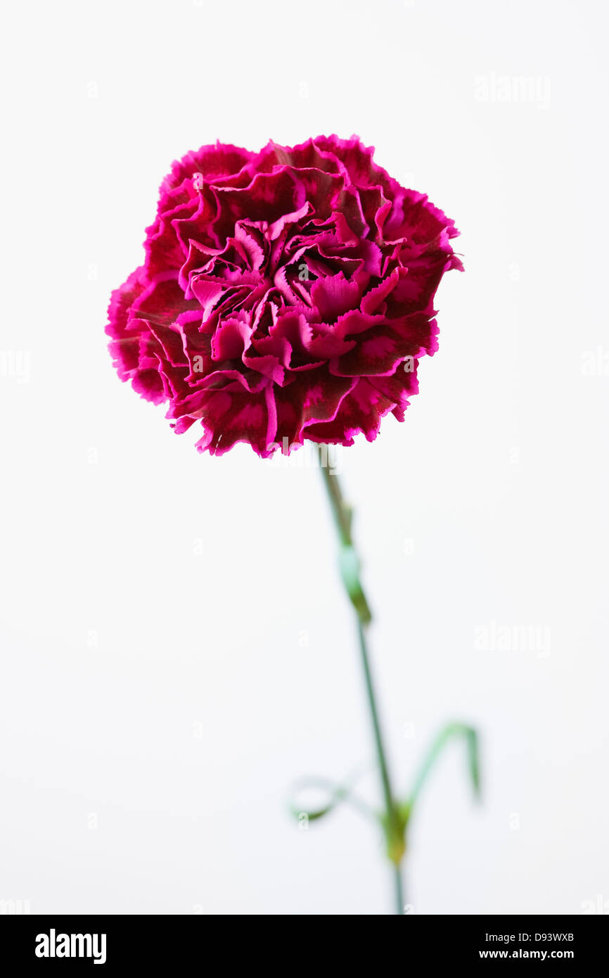 Clove flower hi-res stock photography and images - Alamy