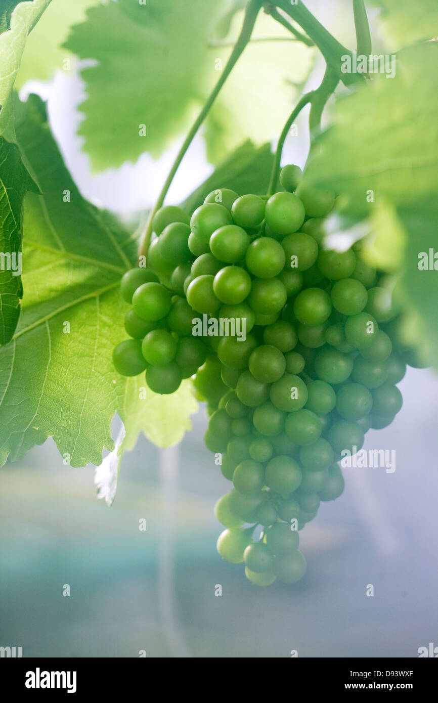 Bunch of raw grapes Stock Photo - Alamy