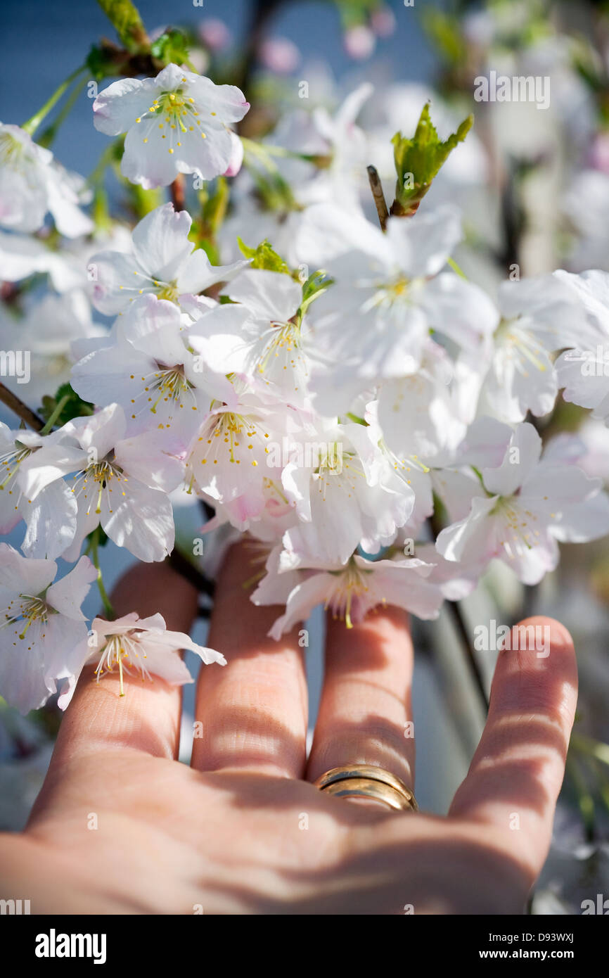 Fingers touching white flowers Stock Photo - Alamy