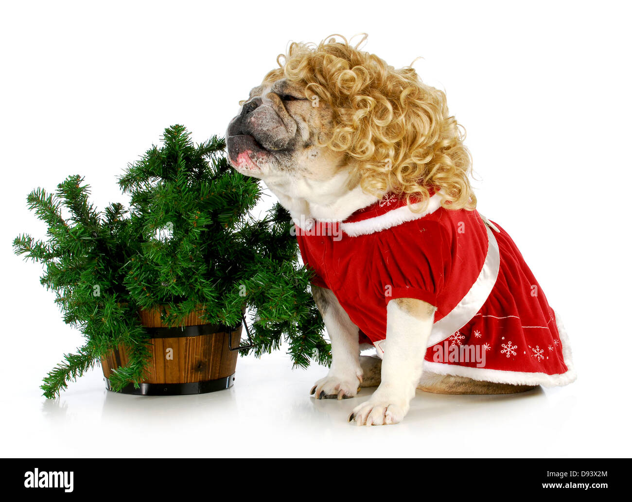 Christmas dog english bulldog sitting hi-res stock photography and ...