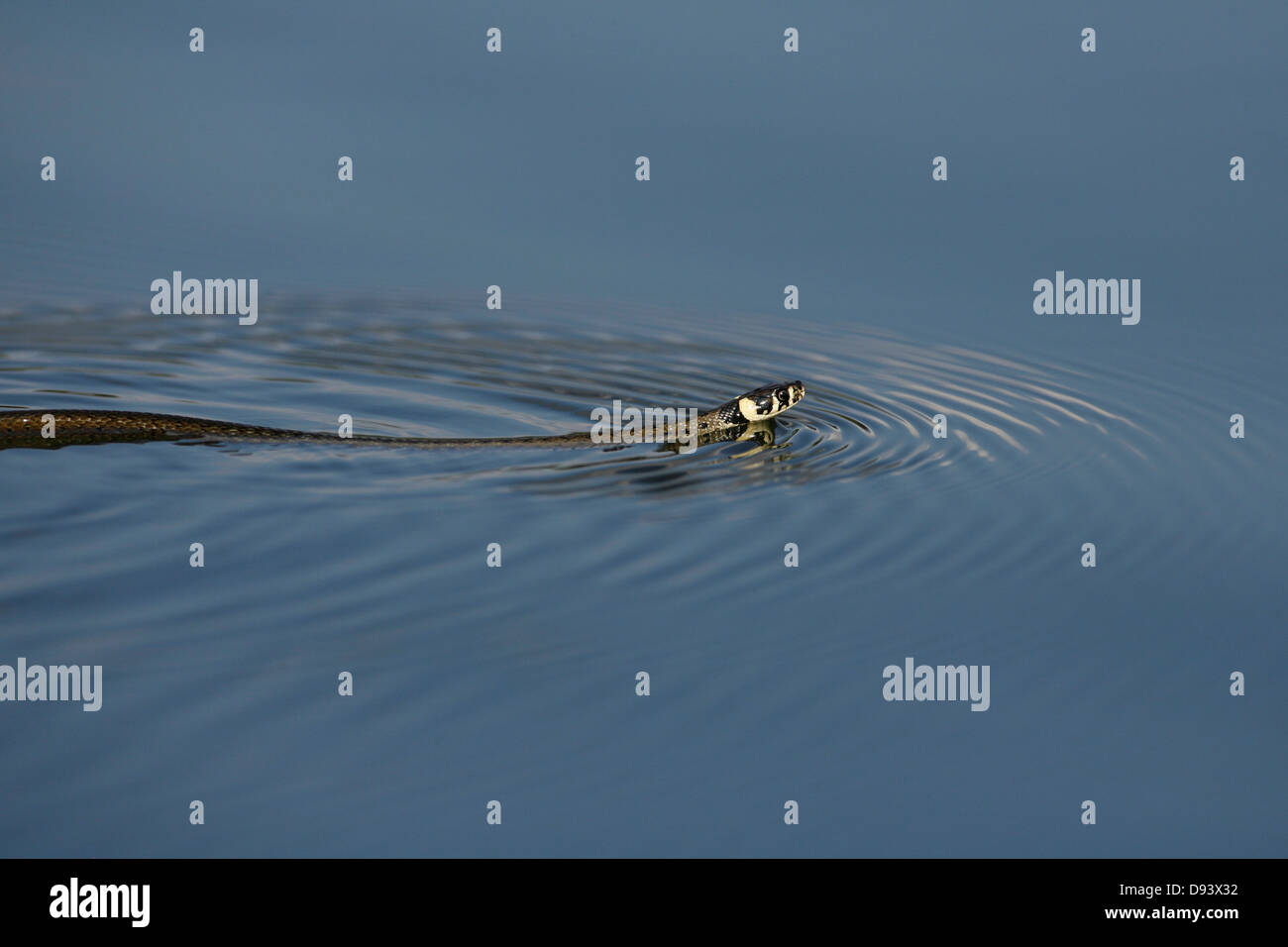 Snake swimming in water Stock Photo - Alamy