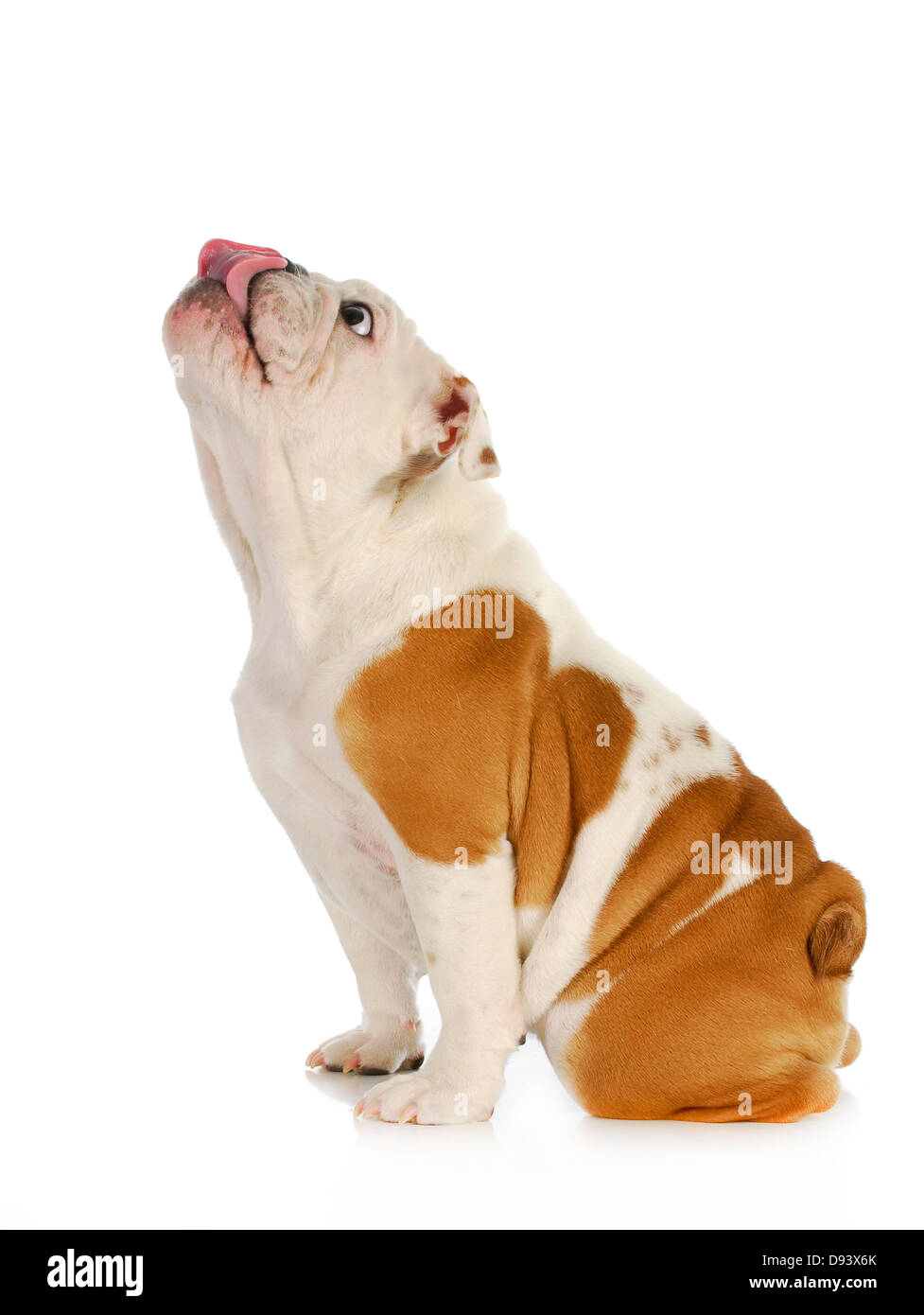 Fat English Bulldog Puppy