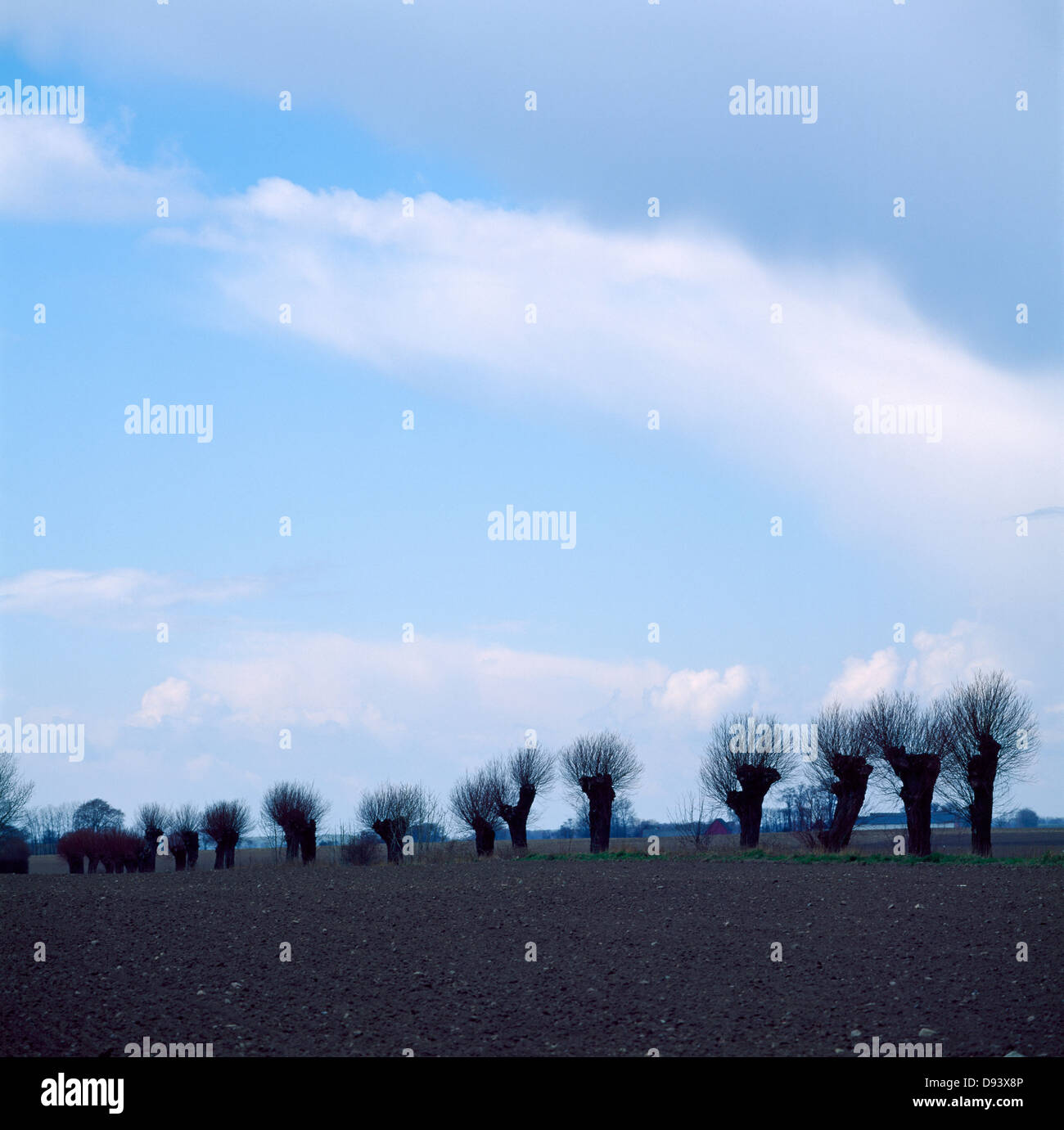Bare trees dotting landscape Stock Photo - Alamy