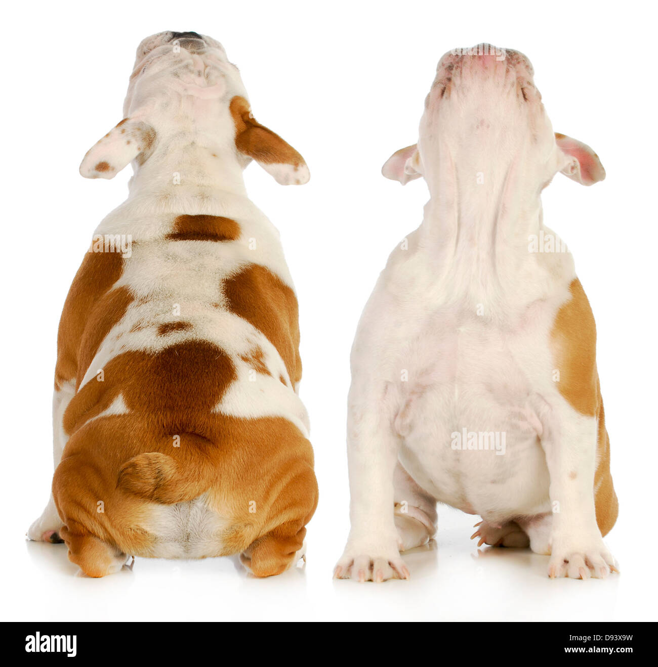 Back view english bulldog Cut Out Stock Images & Pictures - Alamy