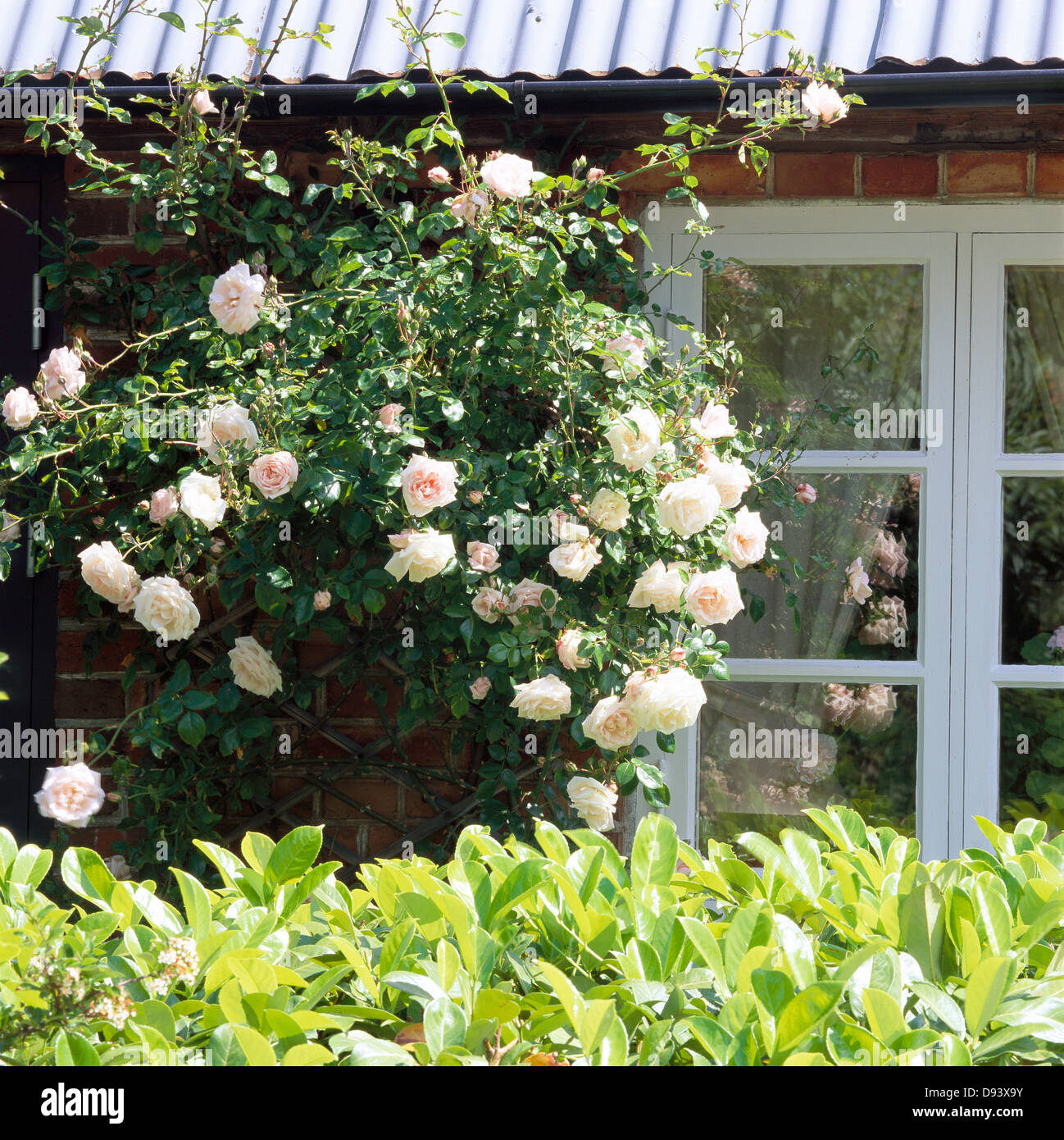 Roses outside a window Stock Photo - Alamy