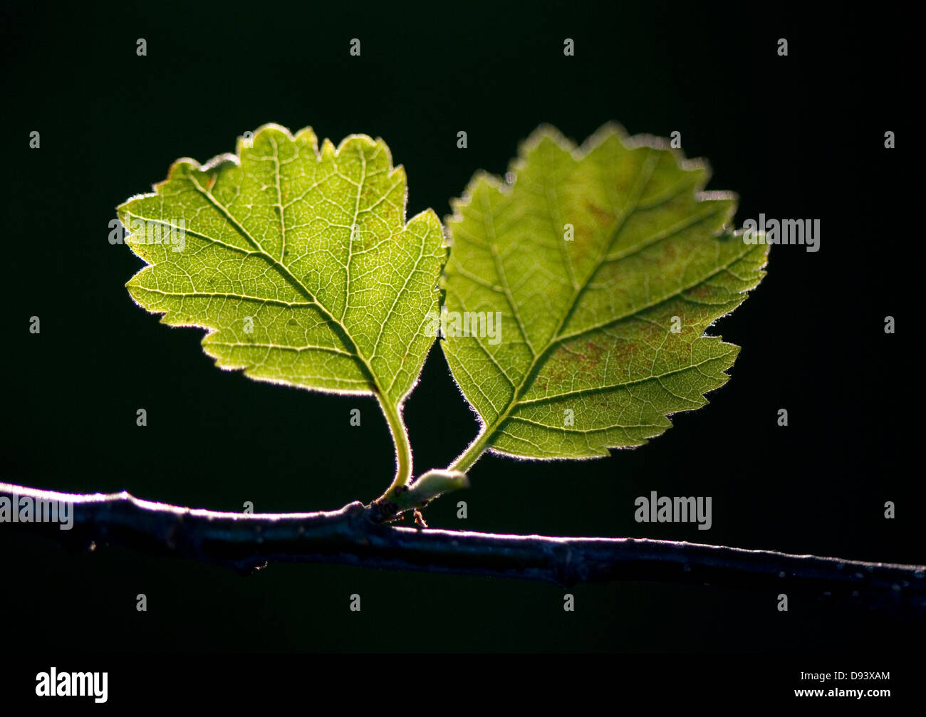 Two leaves on stream, close-up Stock Photo - Alamy
