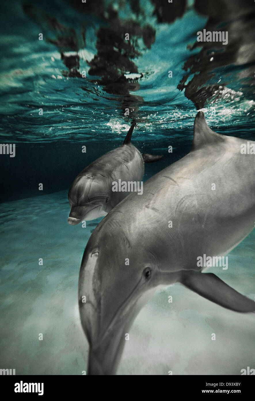 Dolphins aquarium vertical hi-res stock photography and images - Alamy