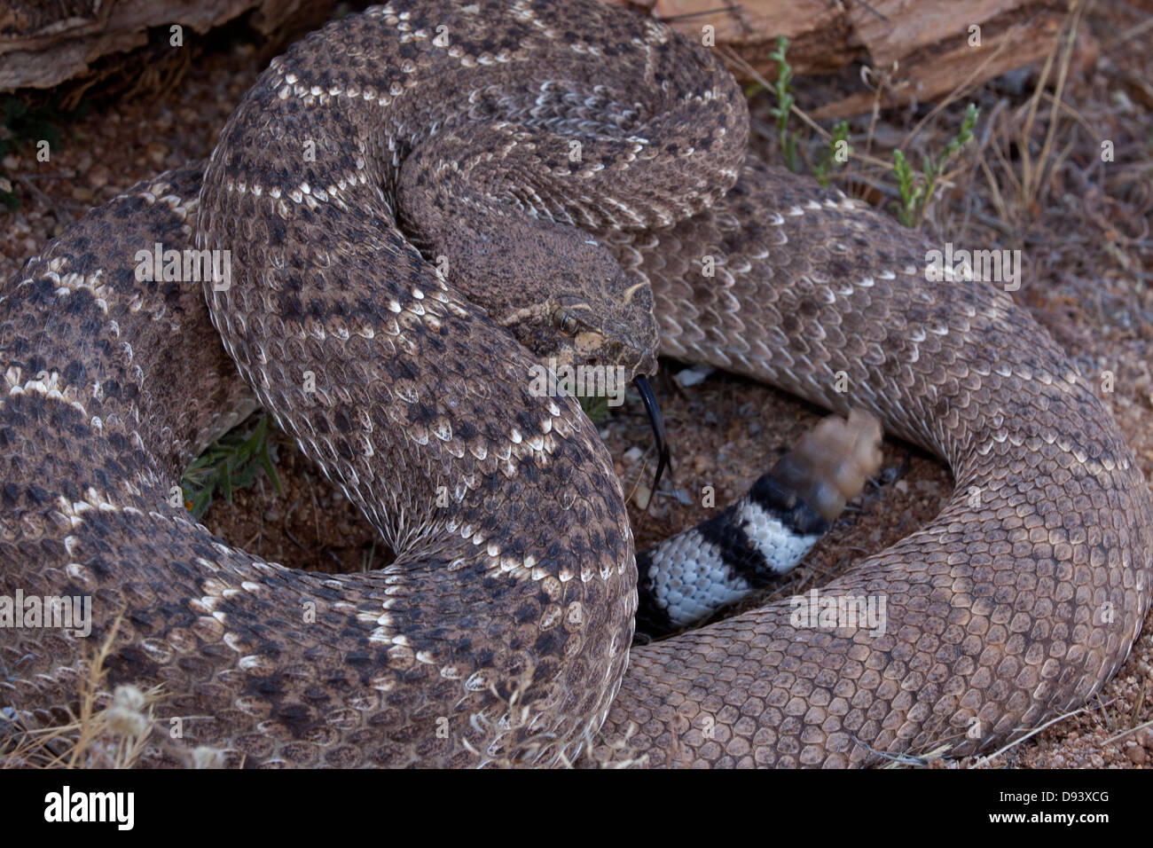 Western Diamondback Rattlesnake, Sonoran Desert, Arizona Stock Photo ...