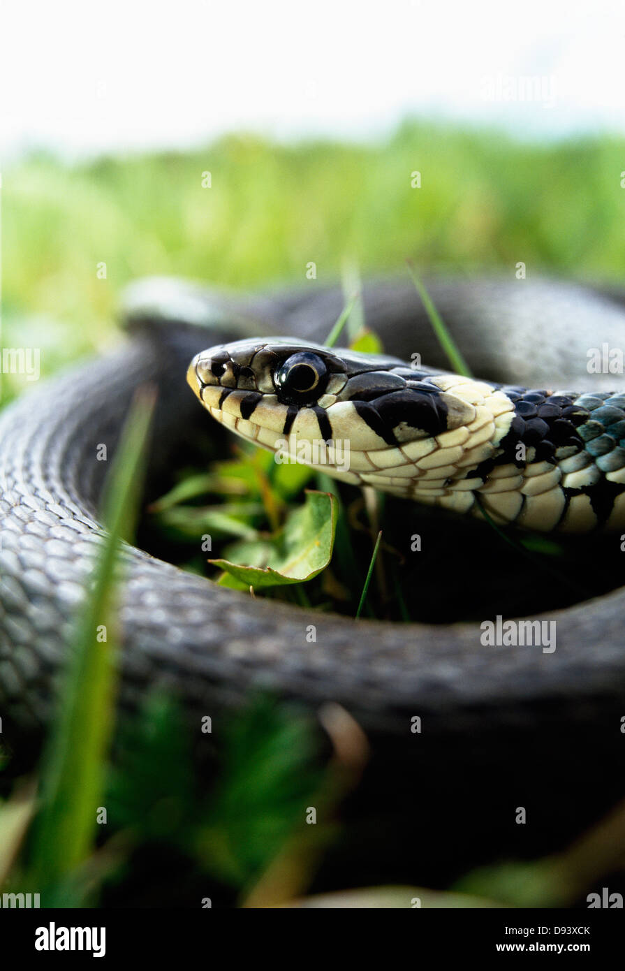 Snake coiled hi-res stock photography and images - Alamy