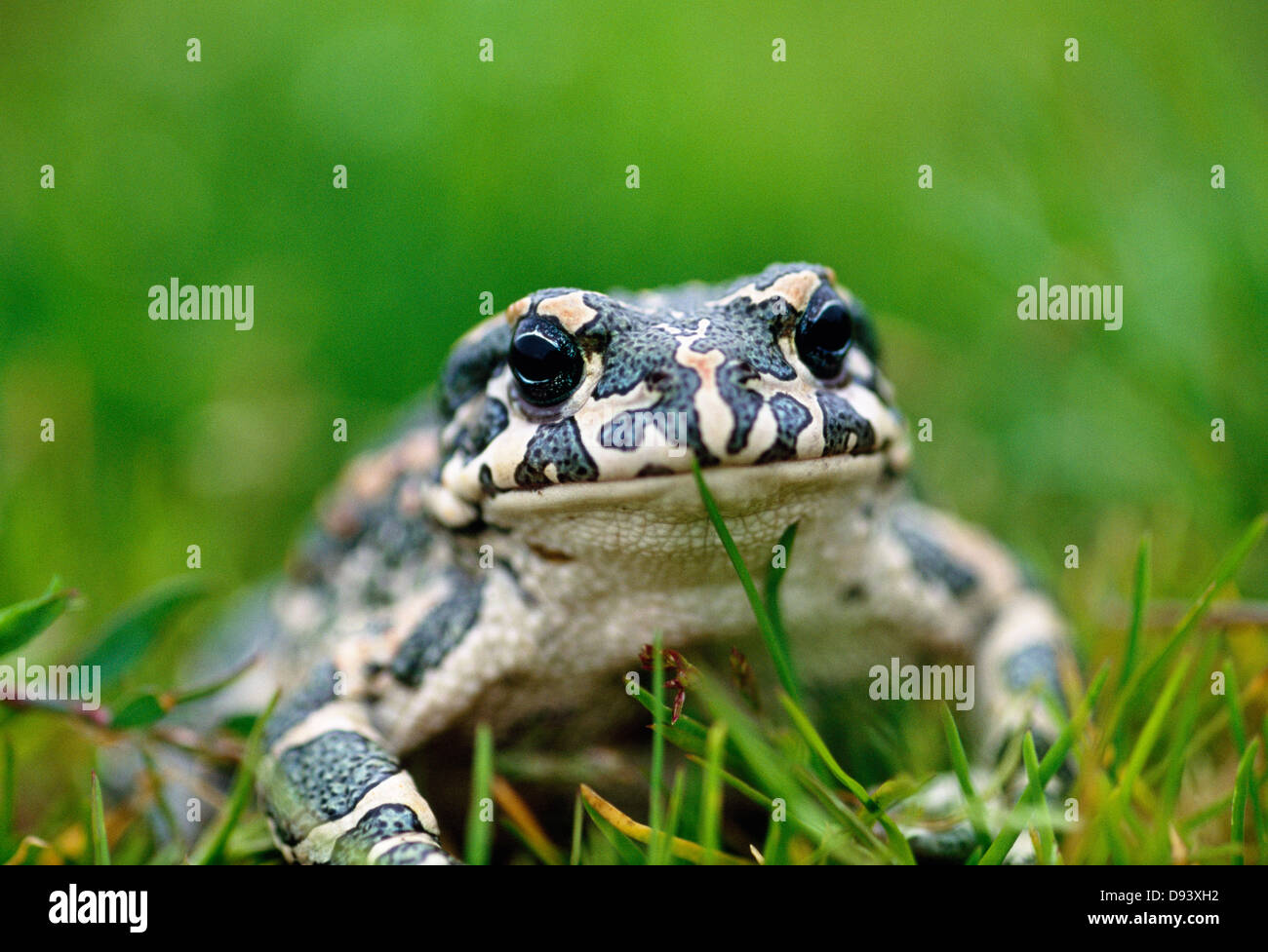Green frog sitting on grass hi-res stock photography and images - Alamy