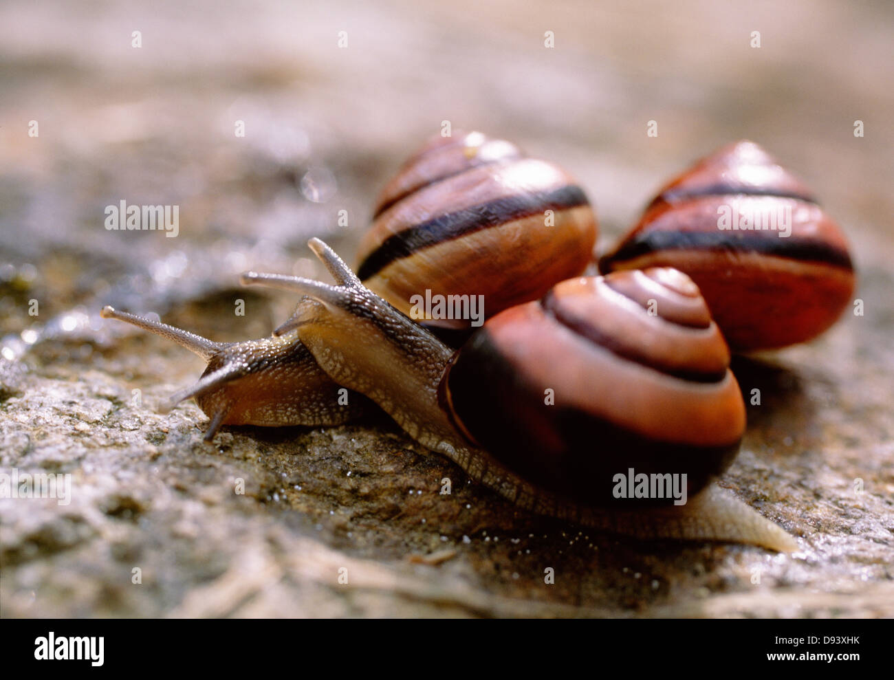 Back lit snail shell hi-res stock photography and images - Alamy