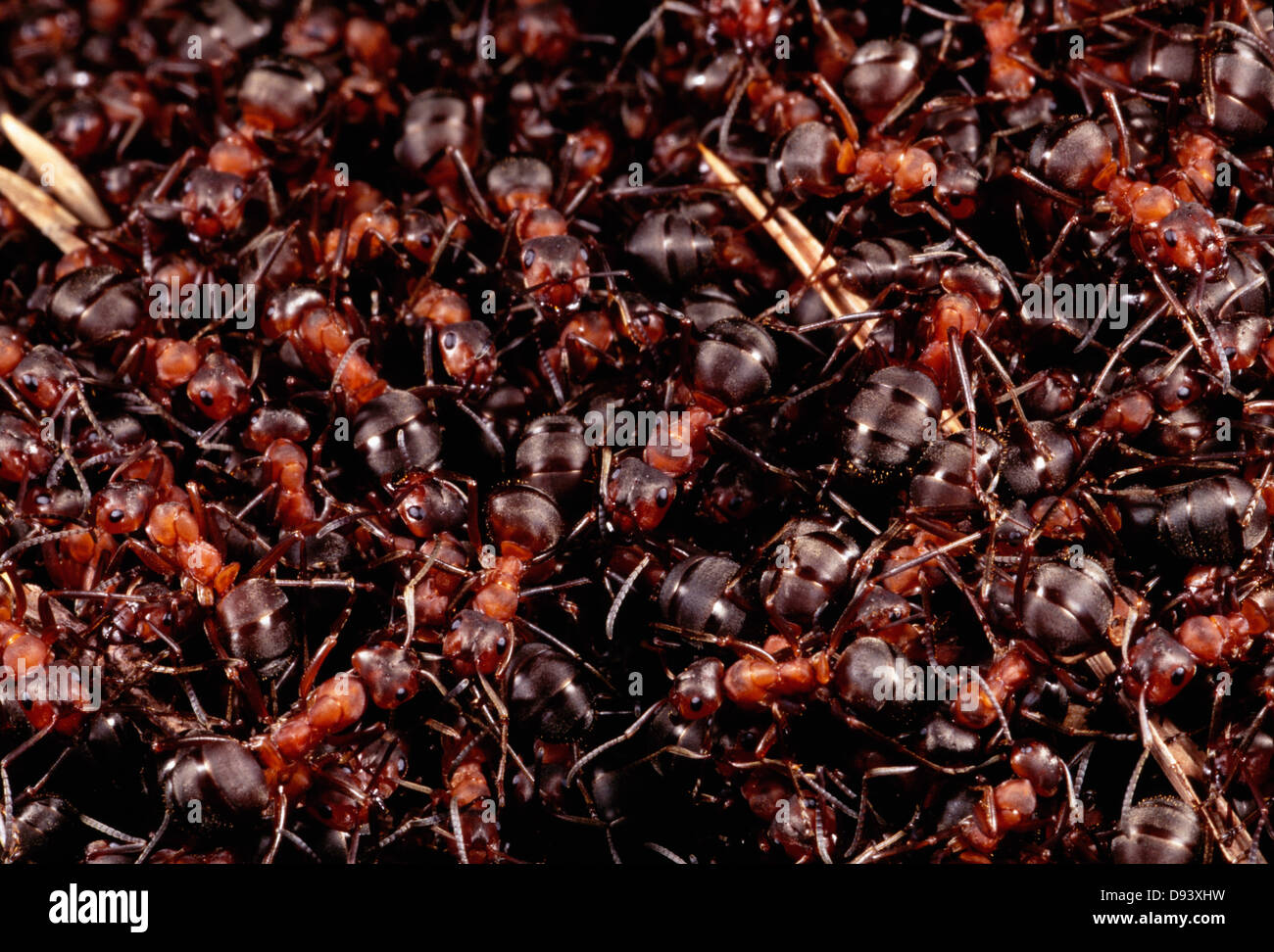 Siafu Ants Swarm