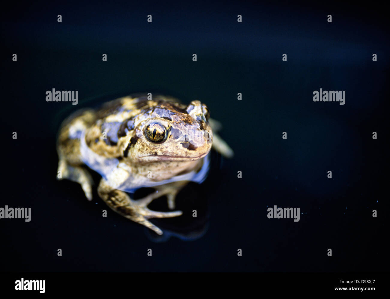 Spadefoot toads hi-res stock photography and images - Alamy