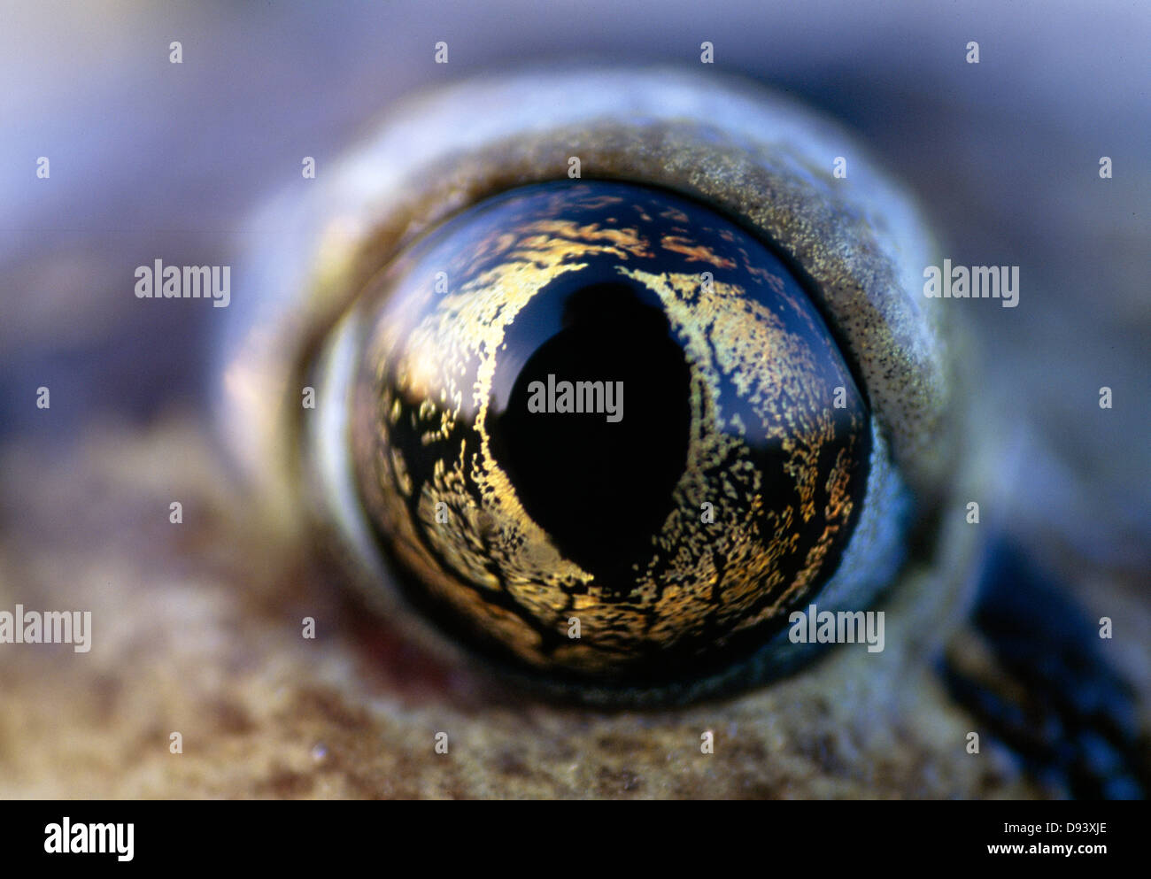 Eurasian toad hi-res stock photography and images - Alamy