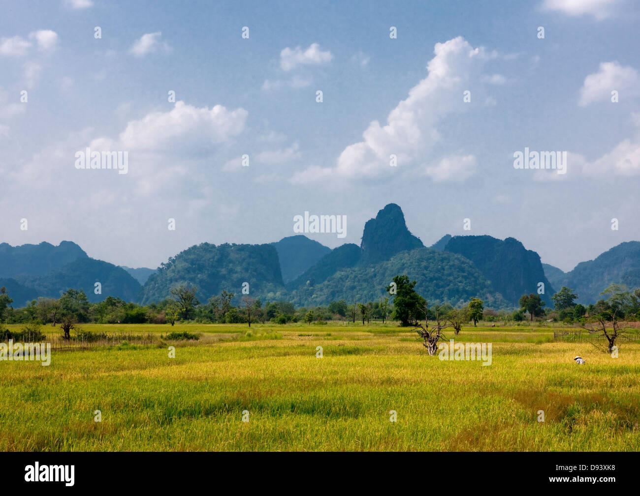 Rice Fields, Vientiane, Laos Stock Photo - Alamy