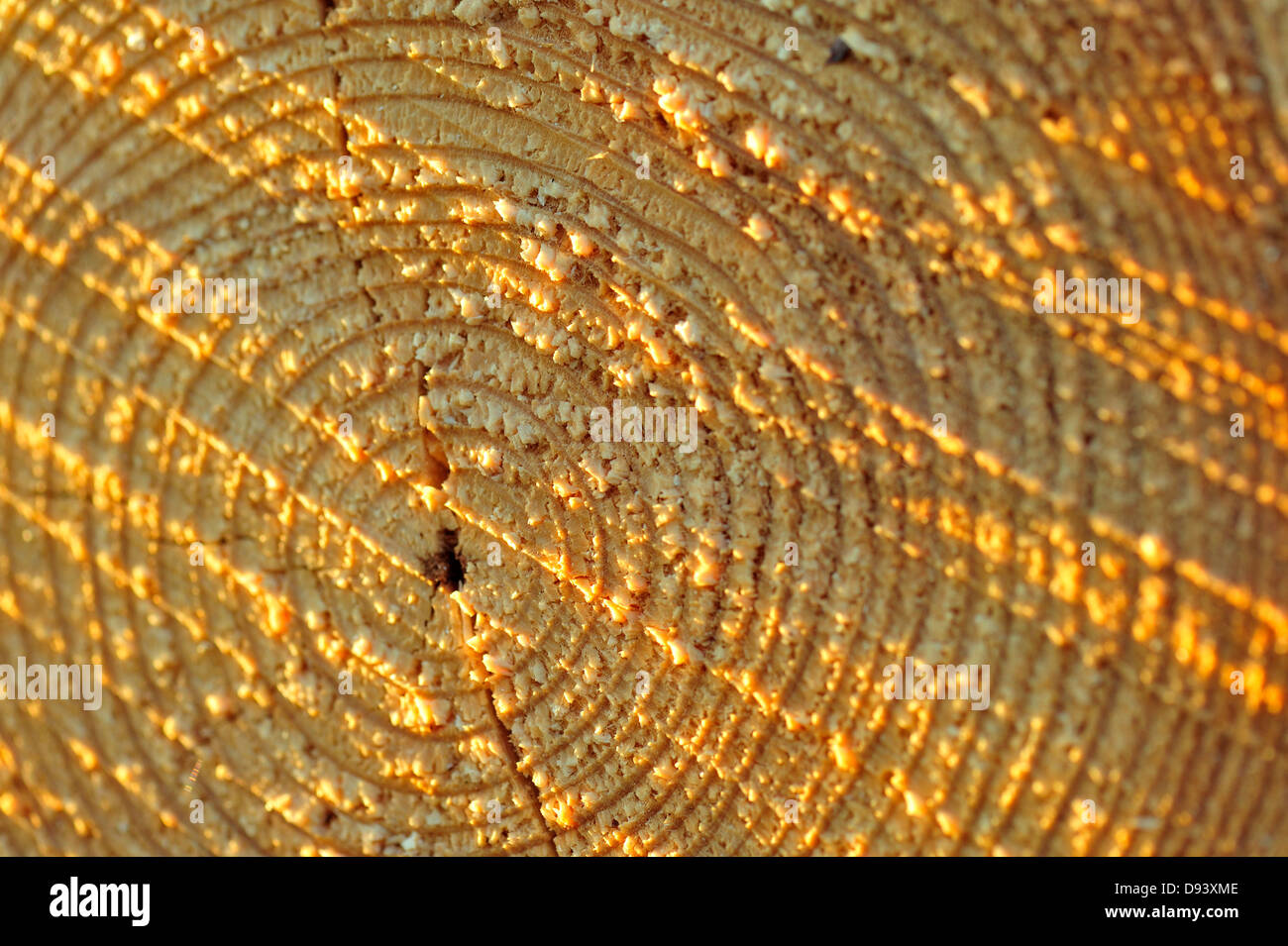 Cross section conifer hi-res stock photography and images - Alamy