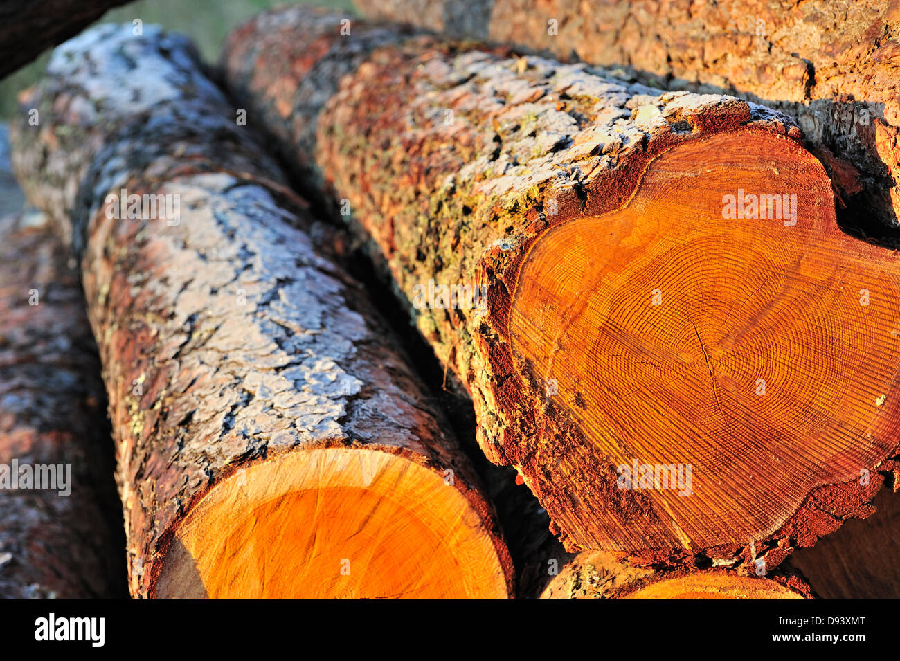 Cross section conifer hi-res stock photography and images - Alamy