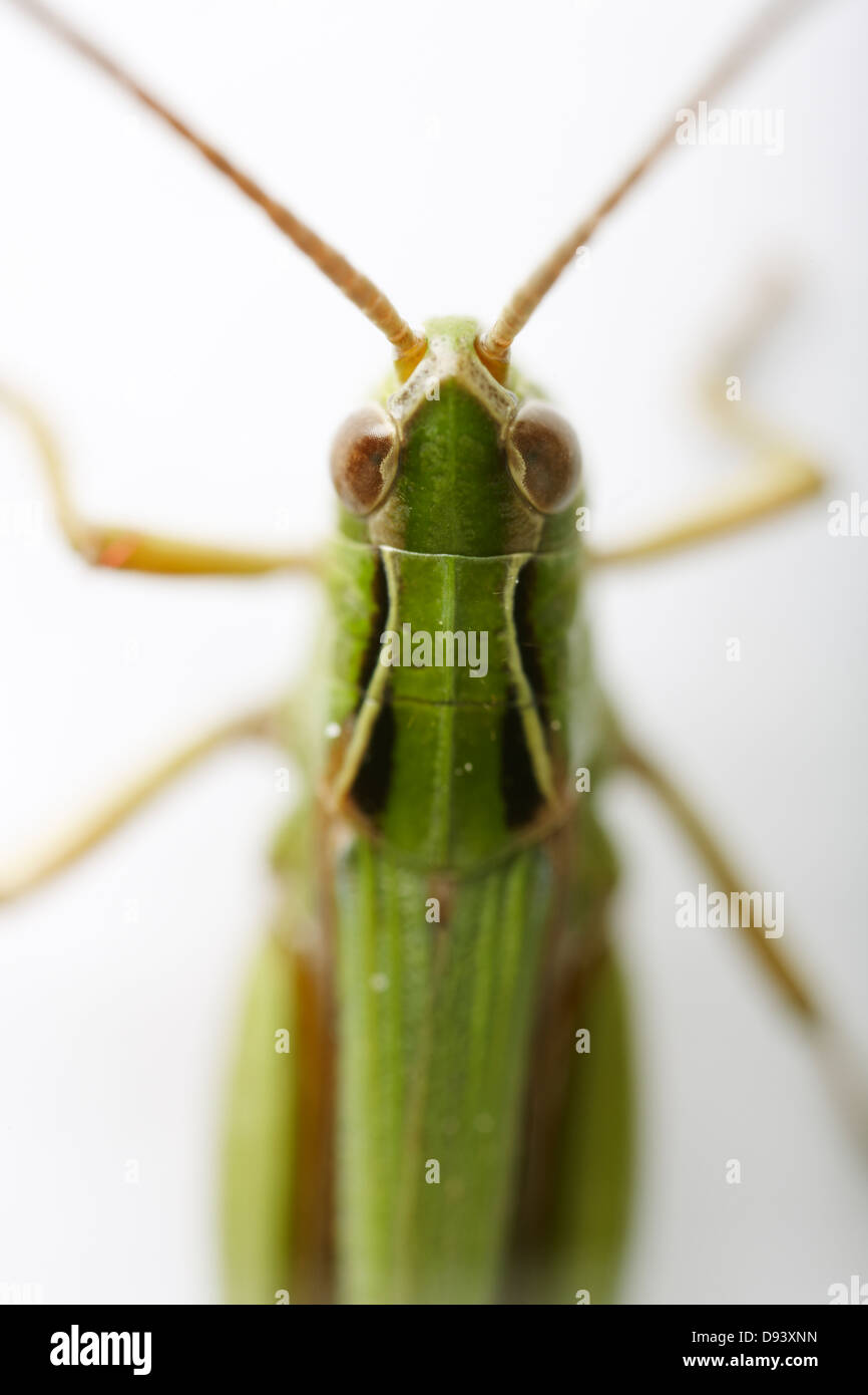 Grasshopper close up hi-res stock photography and images - Alamy