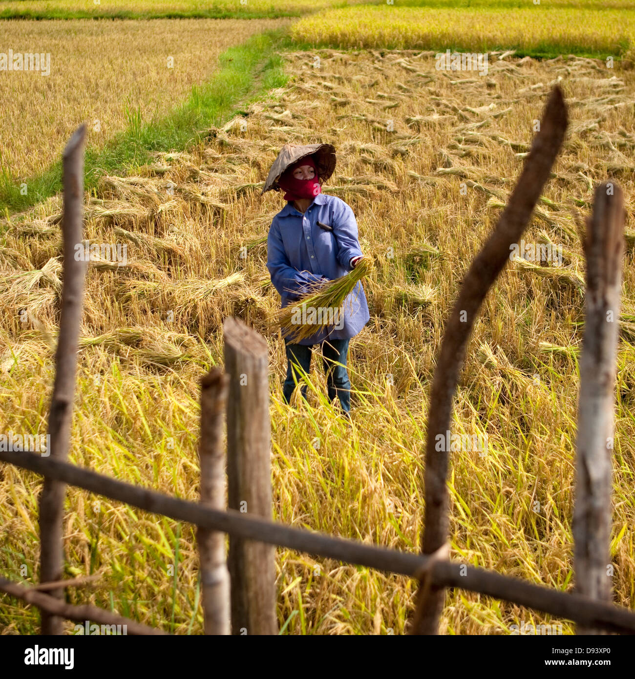 Farmer In A Rice Field, Vientiane, Laos Stock Photo - Alamy