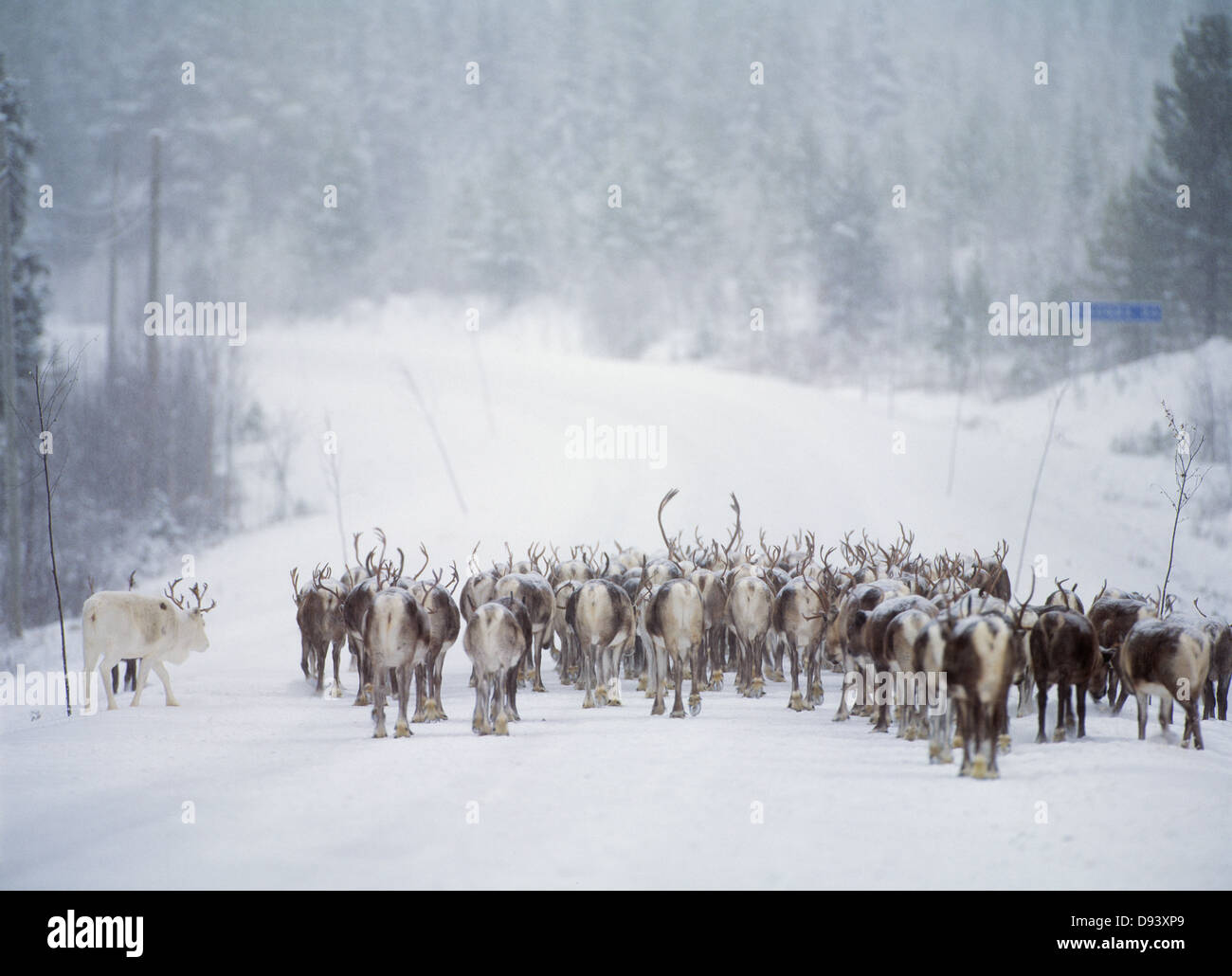 Herd of reindeer in snow Stock Photo - Alamy