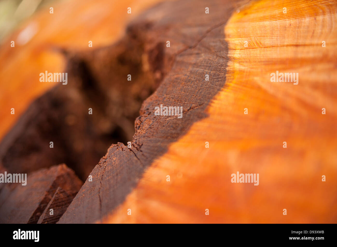 hollowed out tree stump brown centre pith and tellow wood Stock Photo ...