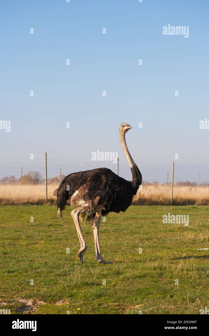 Ostrich walking in field Stock Photo - Alamy