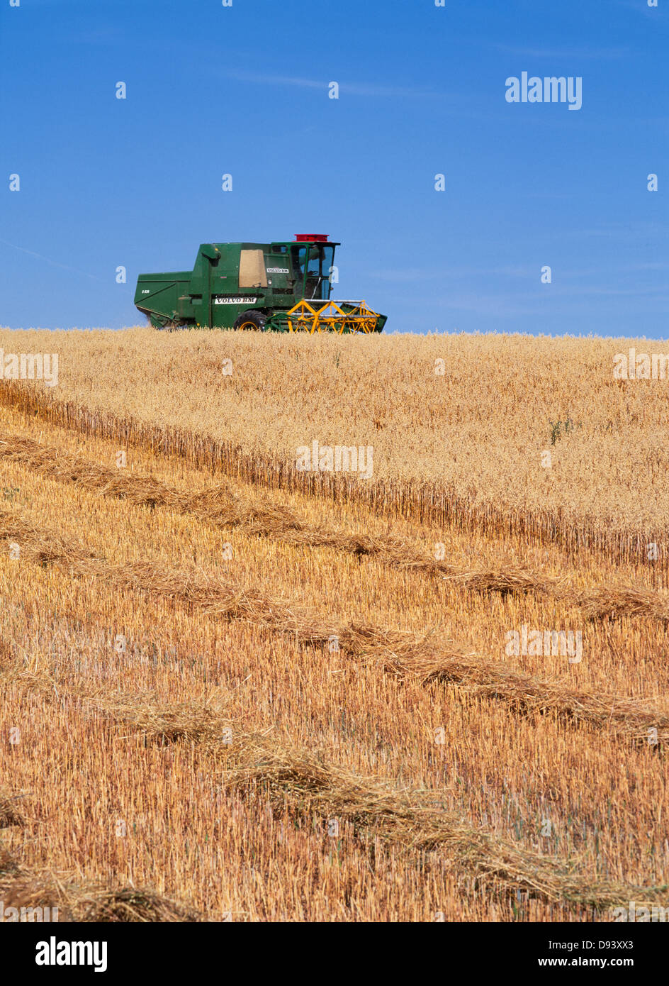 Combine harvesting corn hi-res stock photography and images - Alamy