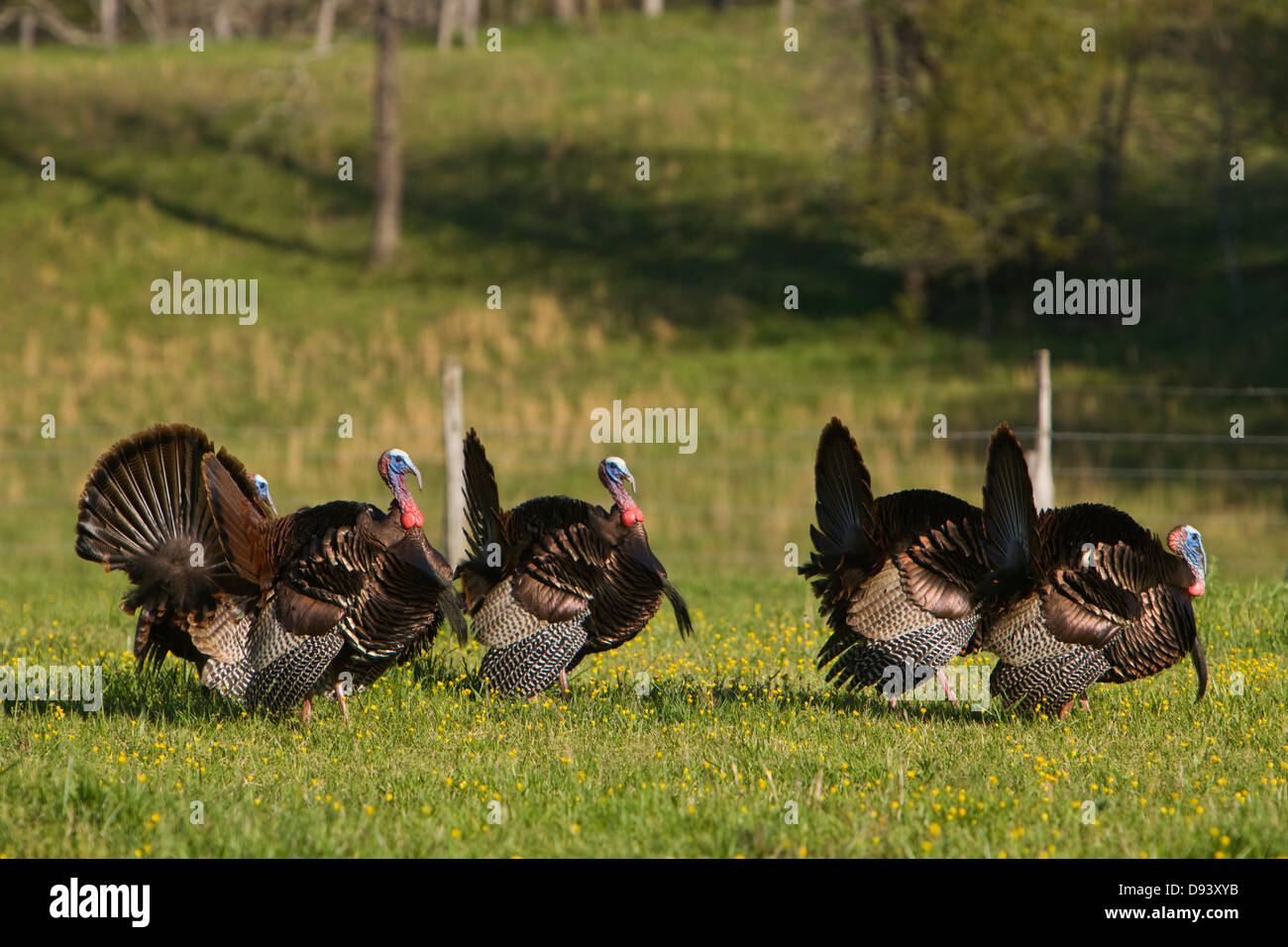 Wild turkeys in field Stock Photo - Alamy