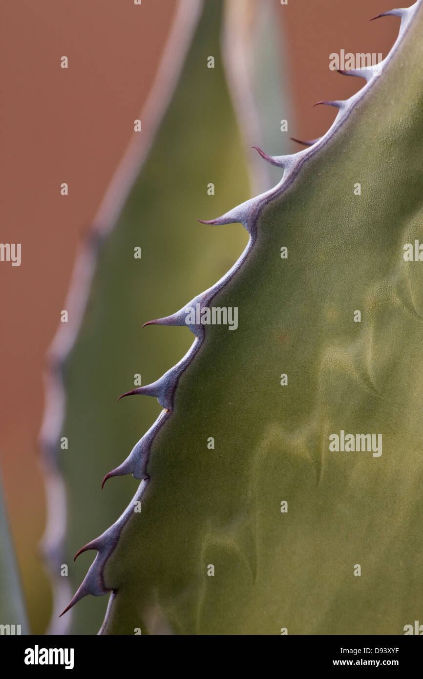 Thorn agave close up hi-res stock photography and images - Alamy