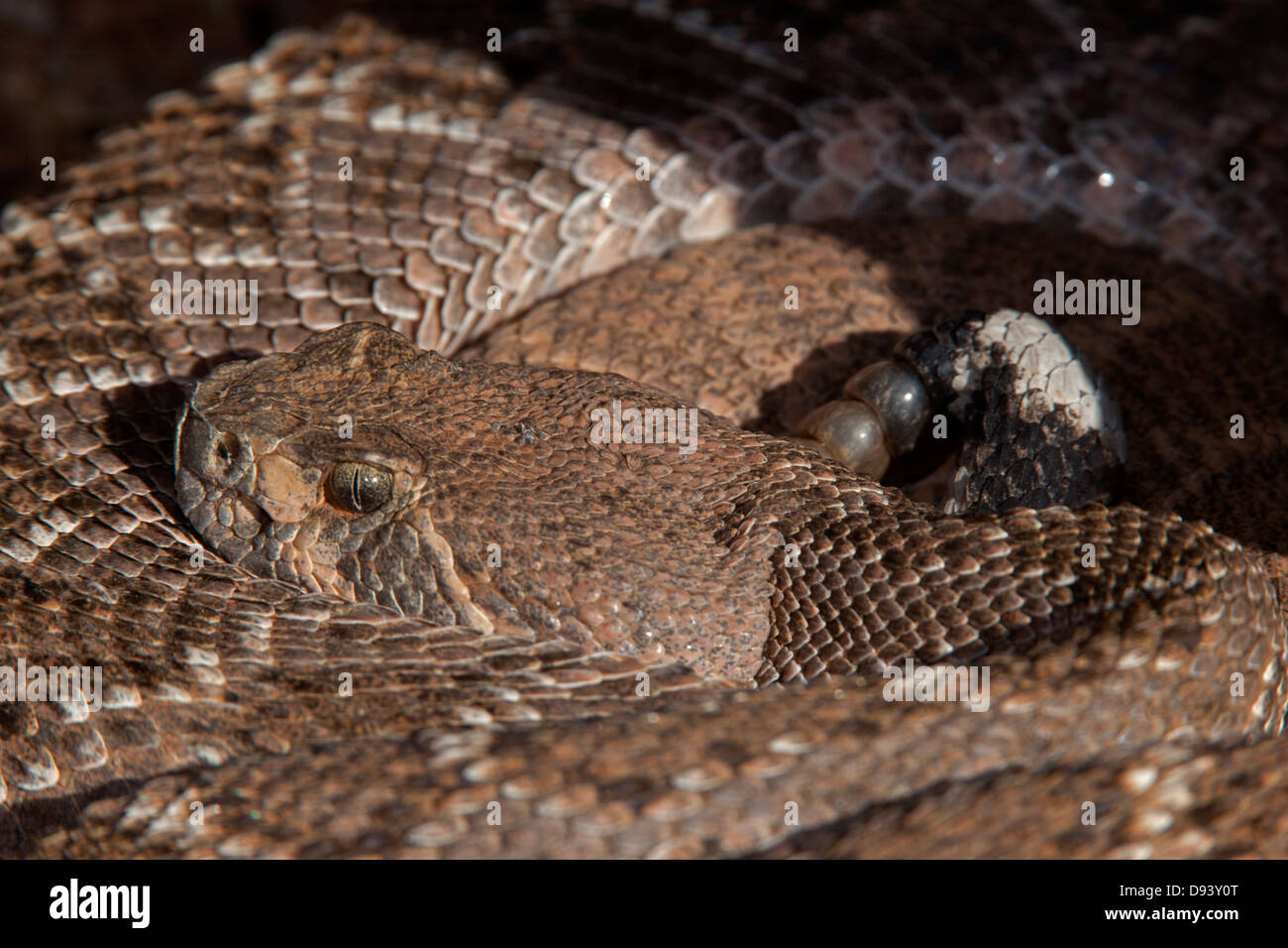 Western Diamondback Rattlesnake, Sonoran Desert, Arizona Stock Photo ...
