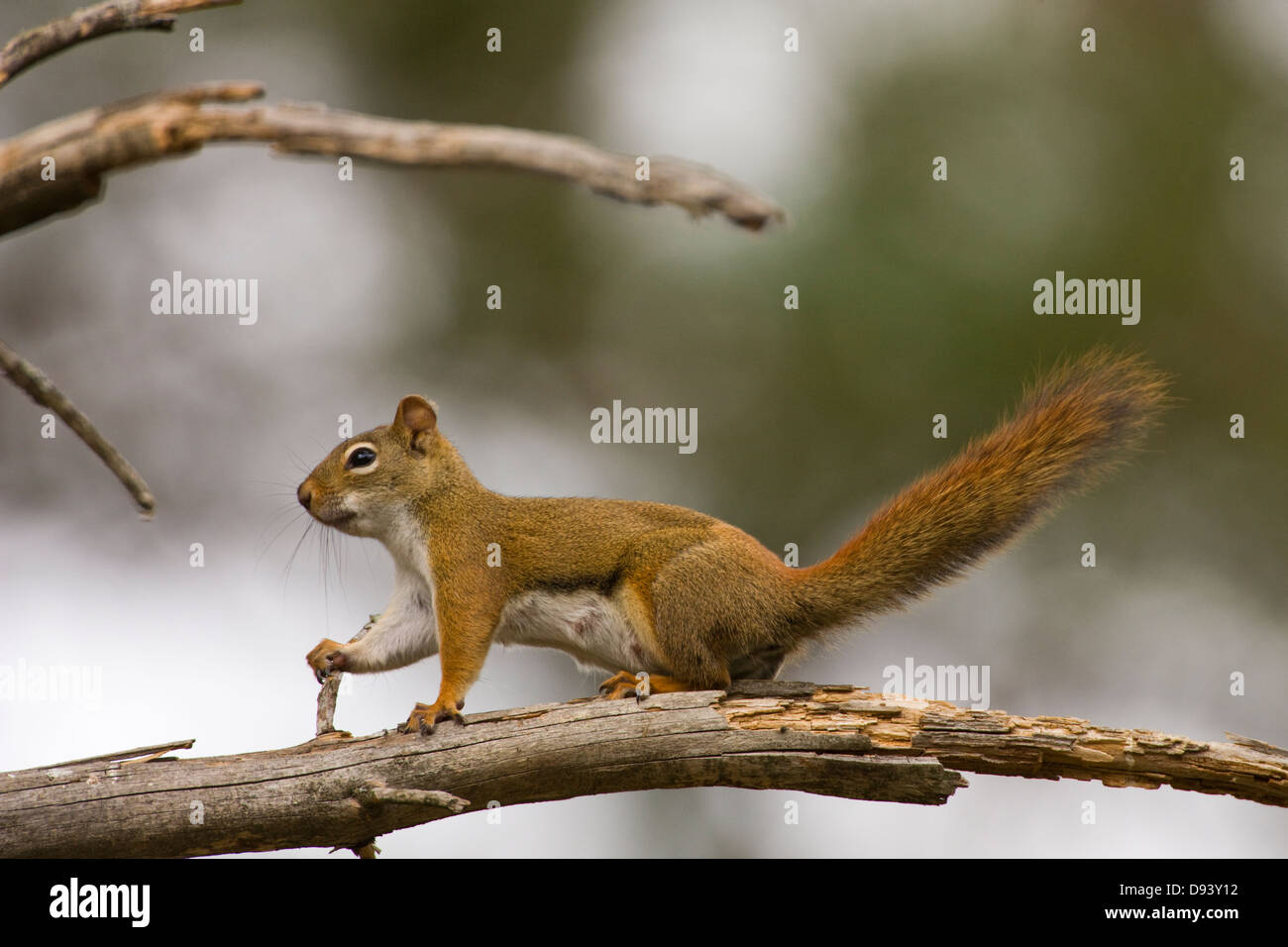 Standing up squirrel hi-res stock photography and images - Alamy