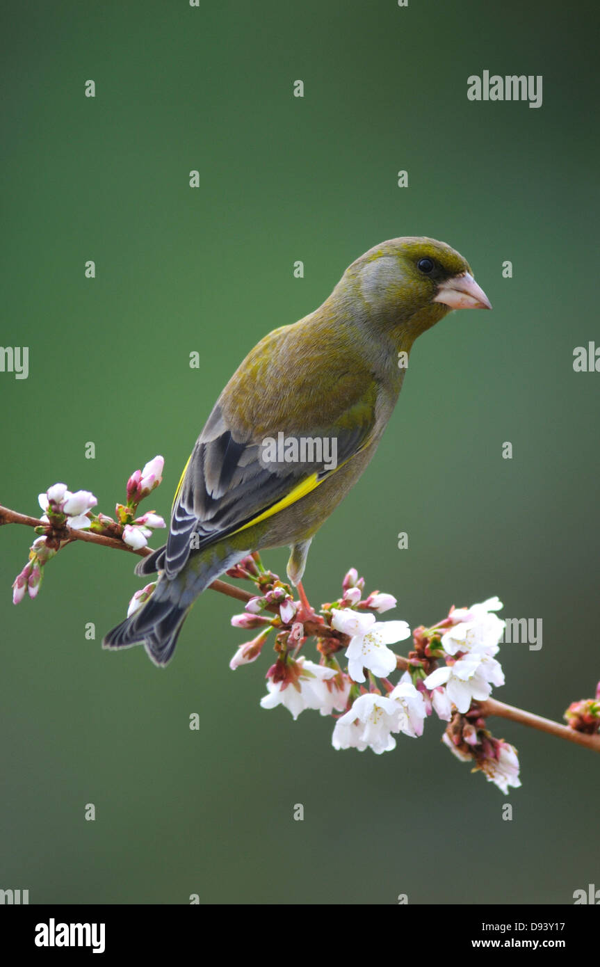 Greenfinch portait hi-res stock photography and images - Alamy