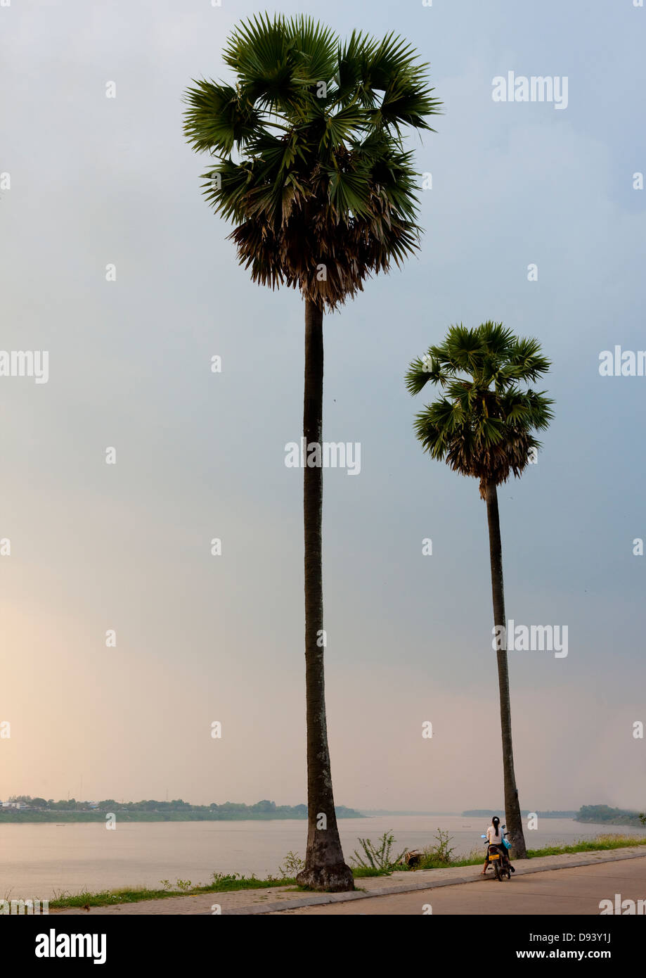 Palm Trees On Mekong River, Thakhek, Laos Stock Photo - Alamy
