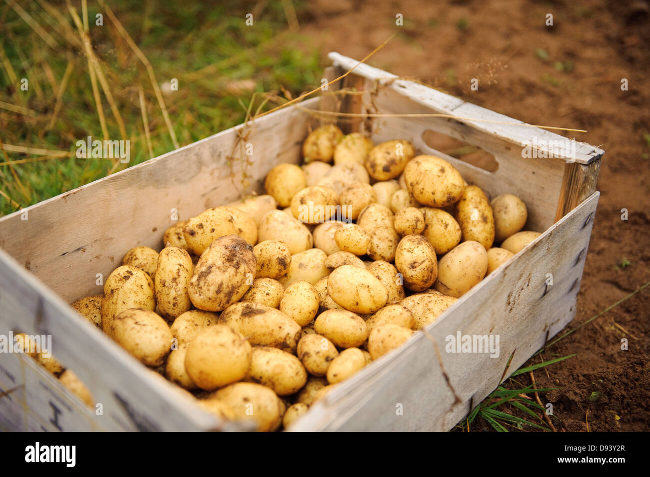 Crate of potatoes Stock Photo - Alamy