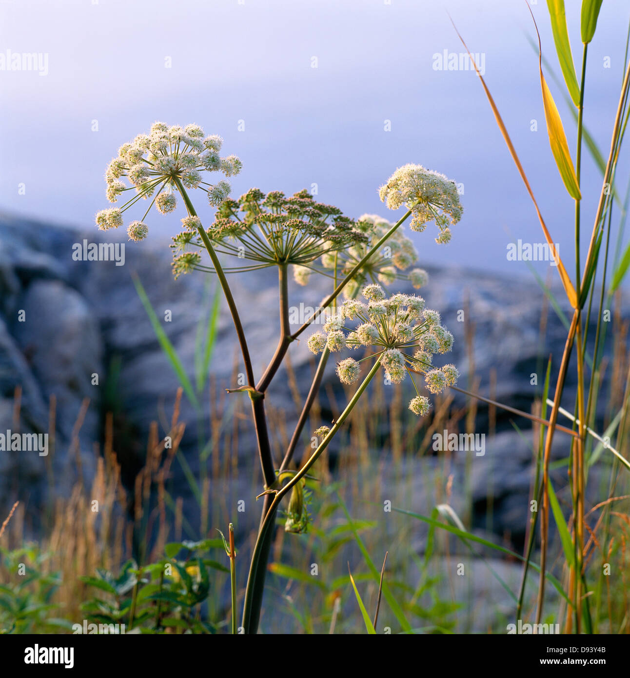 Beach angelica hi-res stock photography and images - Alamy