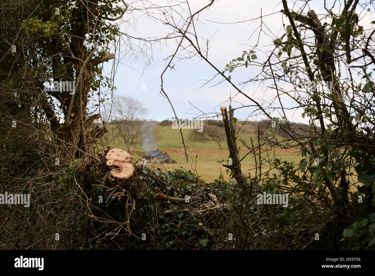 Hedge destruction uk hi-res stock photography and images - Alamy