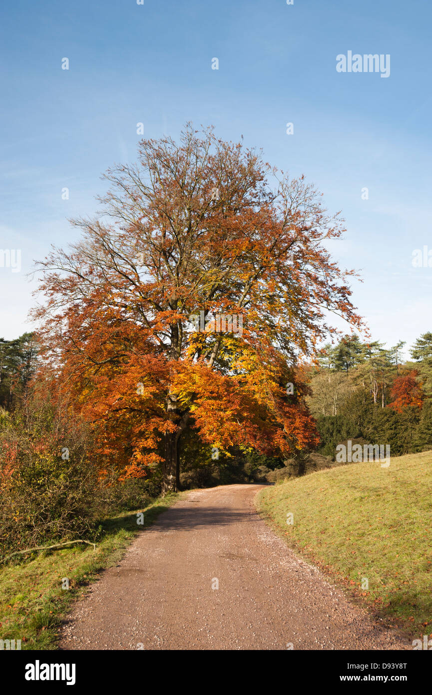 Common Beech Tree, Fagus sylvatica, in autumn. At Westonbirt Arboretum ...