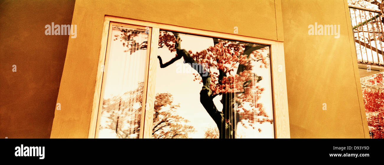 Tree and reflection hi-res stock photography and images - Alamy