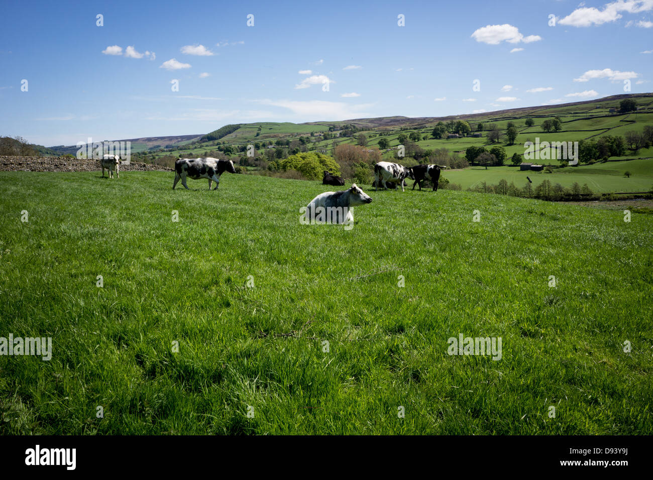 Green field with dairy cows Stock Photo - Alamy