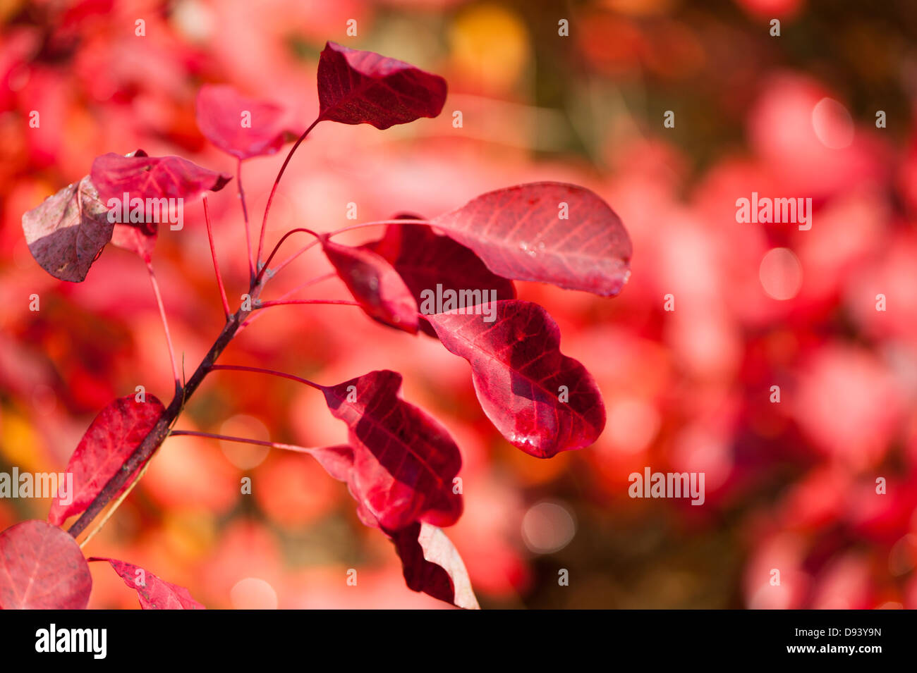 Smoketree or Smoke Bush, Cotinus coggygria, in autumn Stock Photo - Alamy