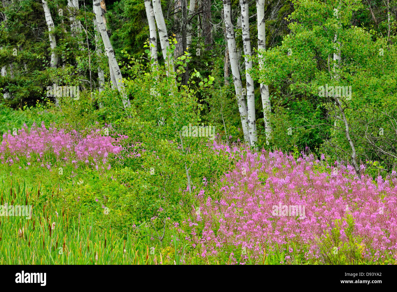 Stand aspens hi-res stock photography and images - Alamy