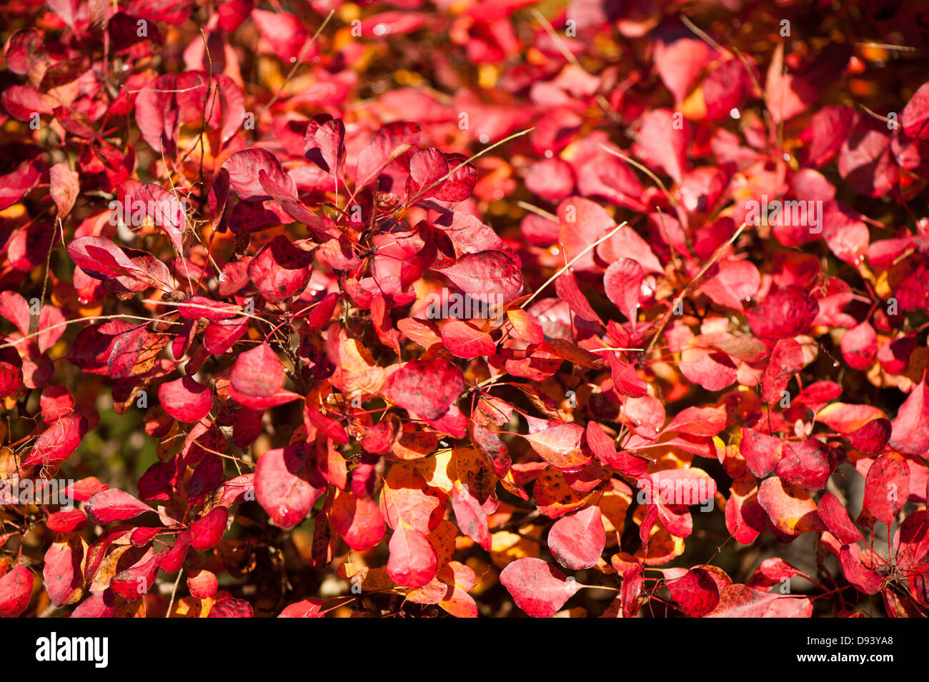Smoketree or Smoke Bush, Cotinus coggygria, in autumn Stock Photo - Alamy