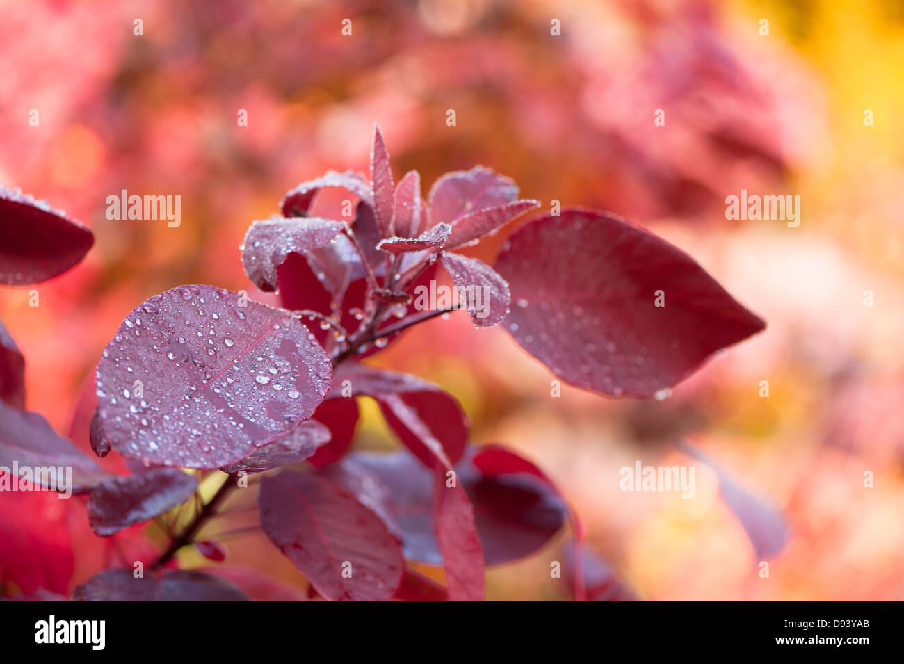 Smoketree or Smoke Bush, Cotinus ‘Grace’, in autumn Stock Photo - Alamy