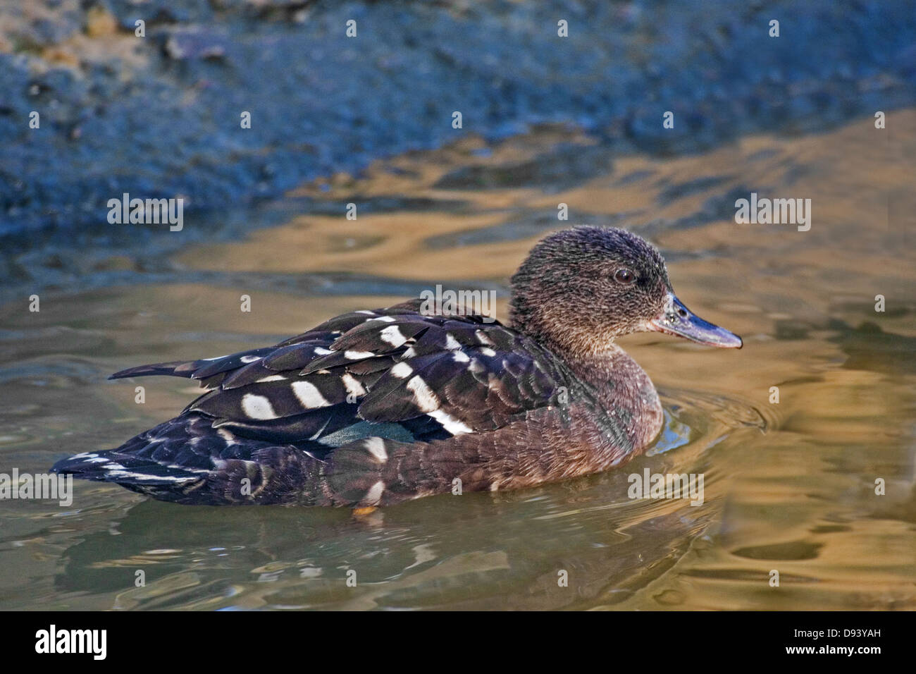 South african black water bird hi-res stock photography and images - Alamy